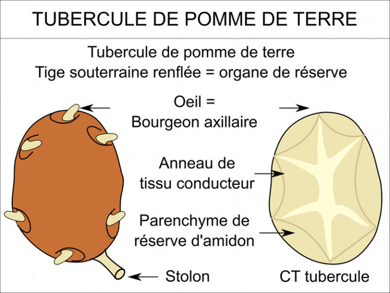Lumière sur la pomme de terre - Lycée Louis Bascan